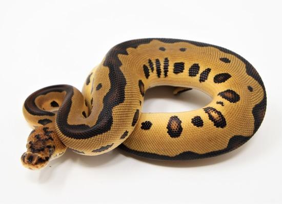 Leopard Yellowbelly Clown Ball Python by Exotic Designs Reptiles