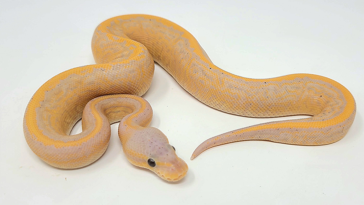 Orange Dream Cypress Coral Glow Pinstripe Pos Yellowbelly Ball Python ...