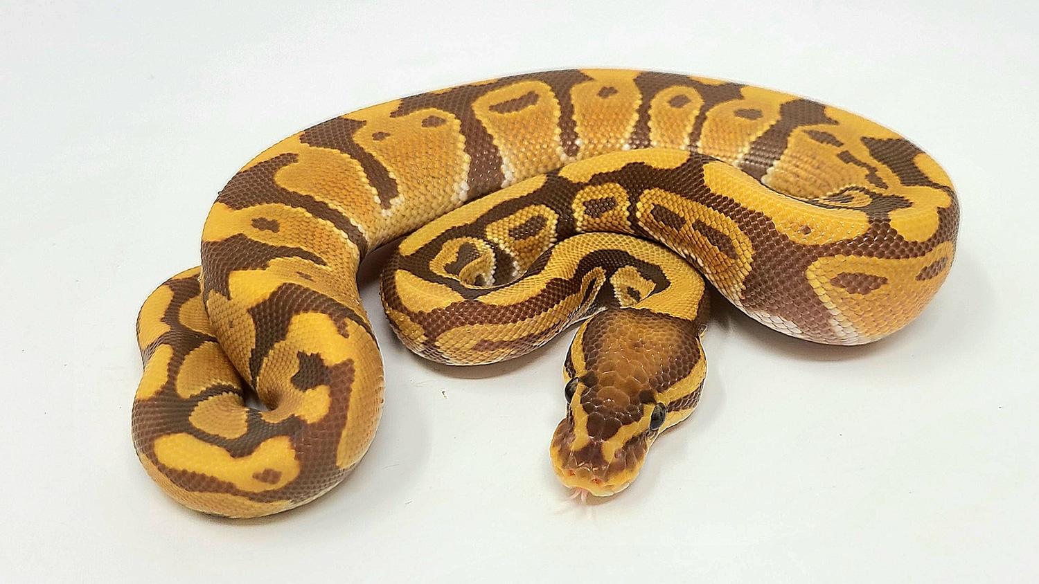 Ultramel Het Clown Ball Python by Exotic Designs Reptiles - MorphMarket
