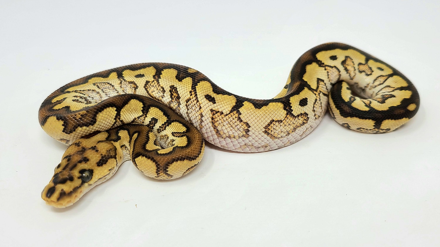 Russo Spotnose Clown + Ball Python by Exotic Designs Reptiles - MorphMarket