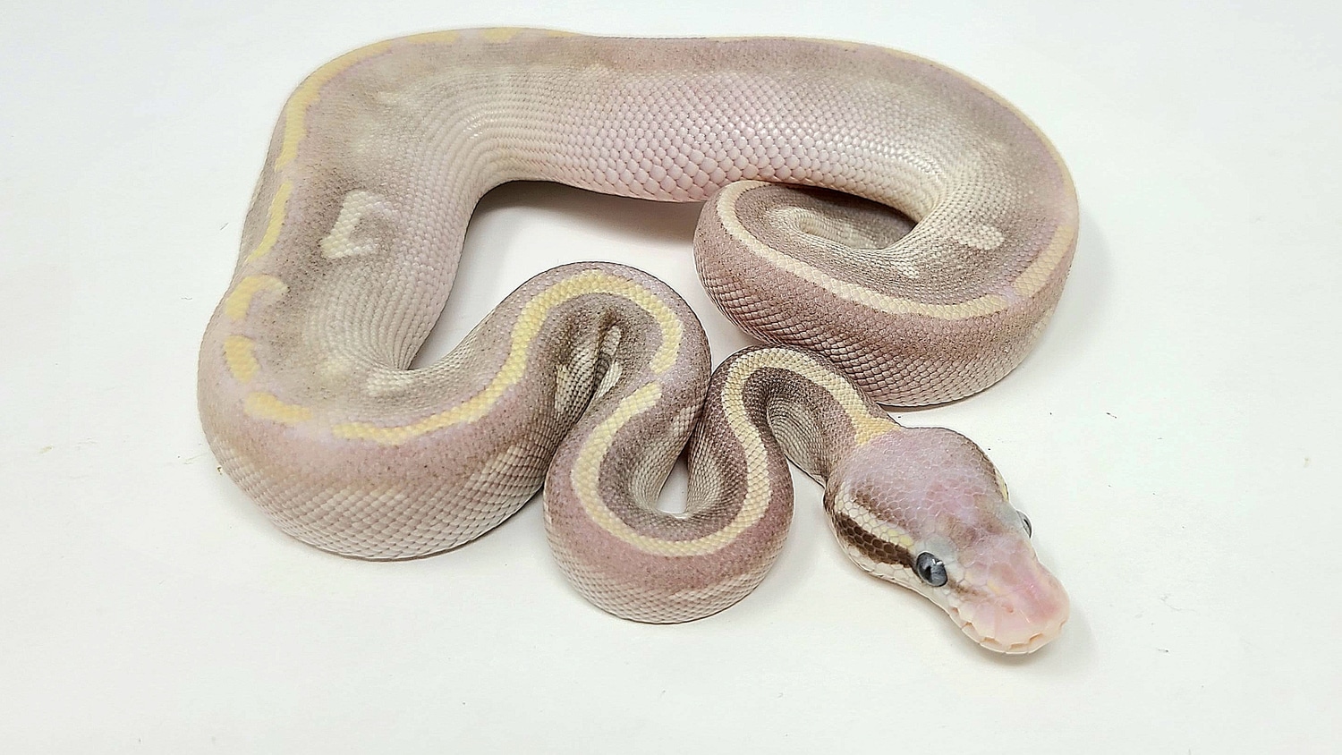 Pastel Purple Passion Pos Black Head Pos Het Desert Ghost Ball Python ...