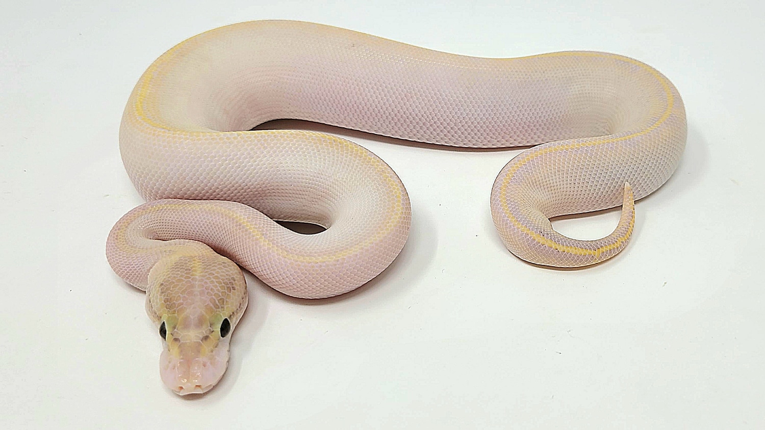 Orange Dream Ivory Het Clown Plus Ball Python by Exotic Designs ...