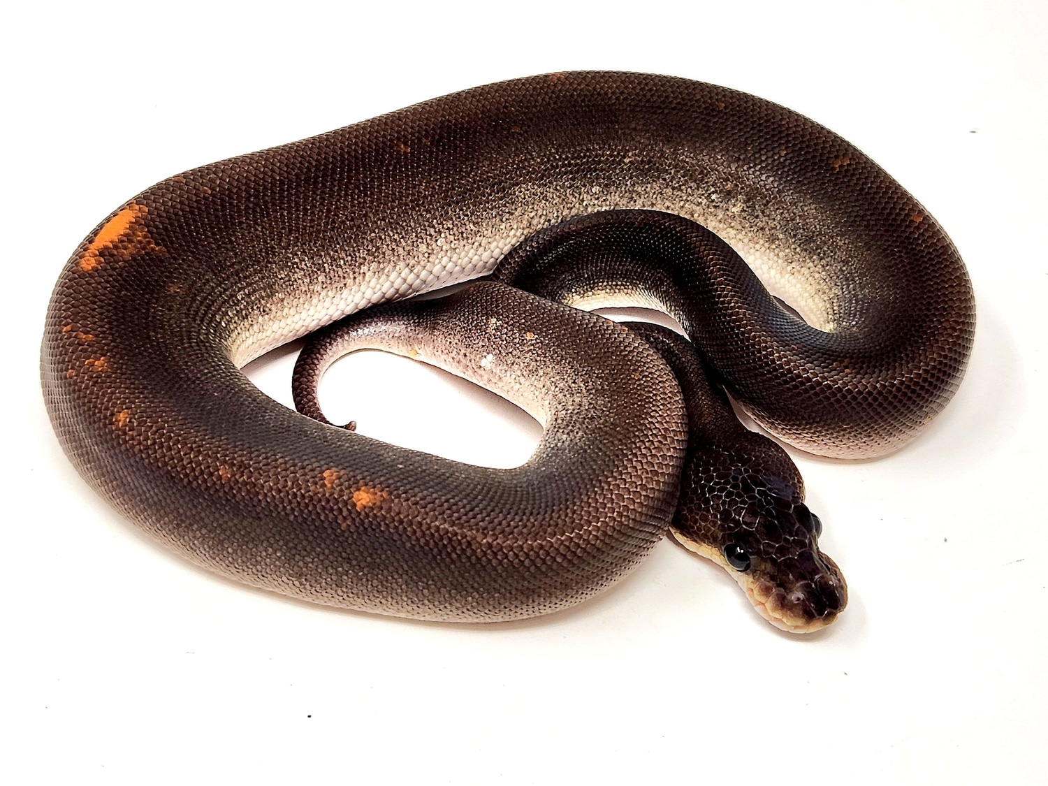 Black Pastel Cinnamon Pinstripe Orange Dream Pos Cypress Ball Python by ...