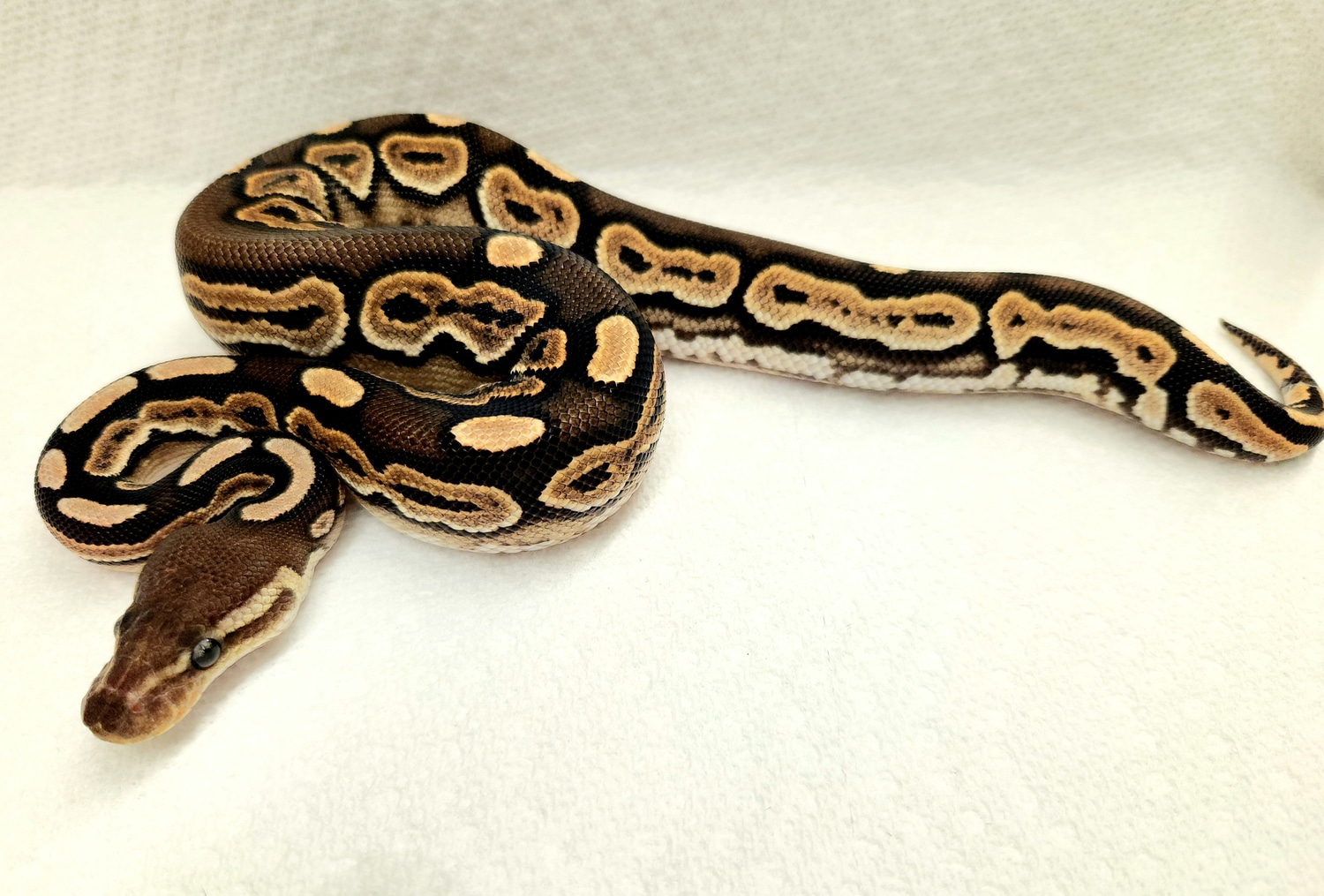 Cinnamon White Lace Het Clown Ball Python by Exotic Designs Reptiles ...