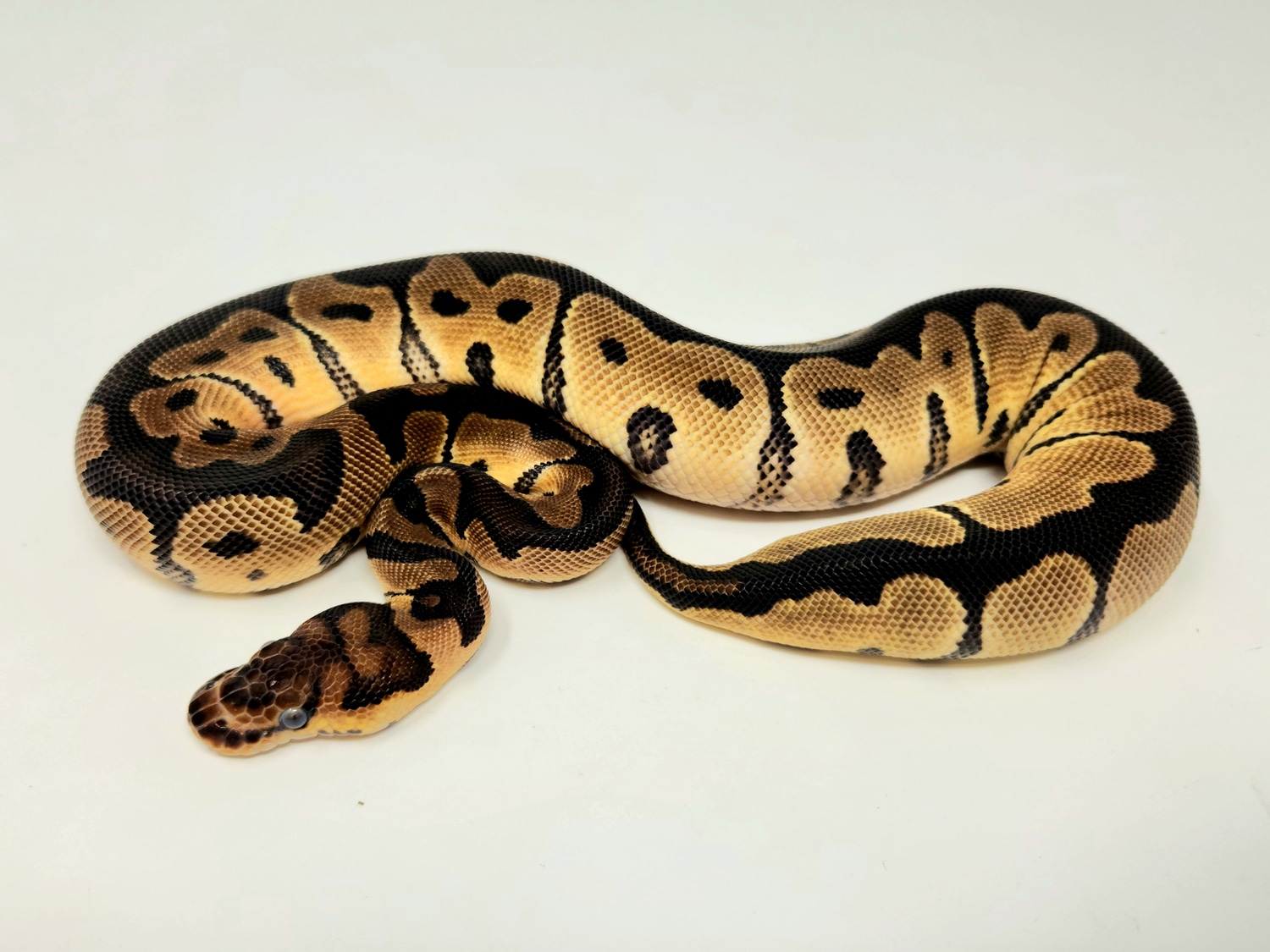 Clown Het Desert Ghost 66% Het Piebald Ball Python by Exotic Designs ...