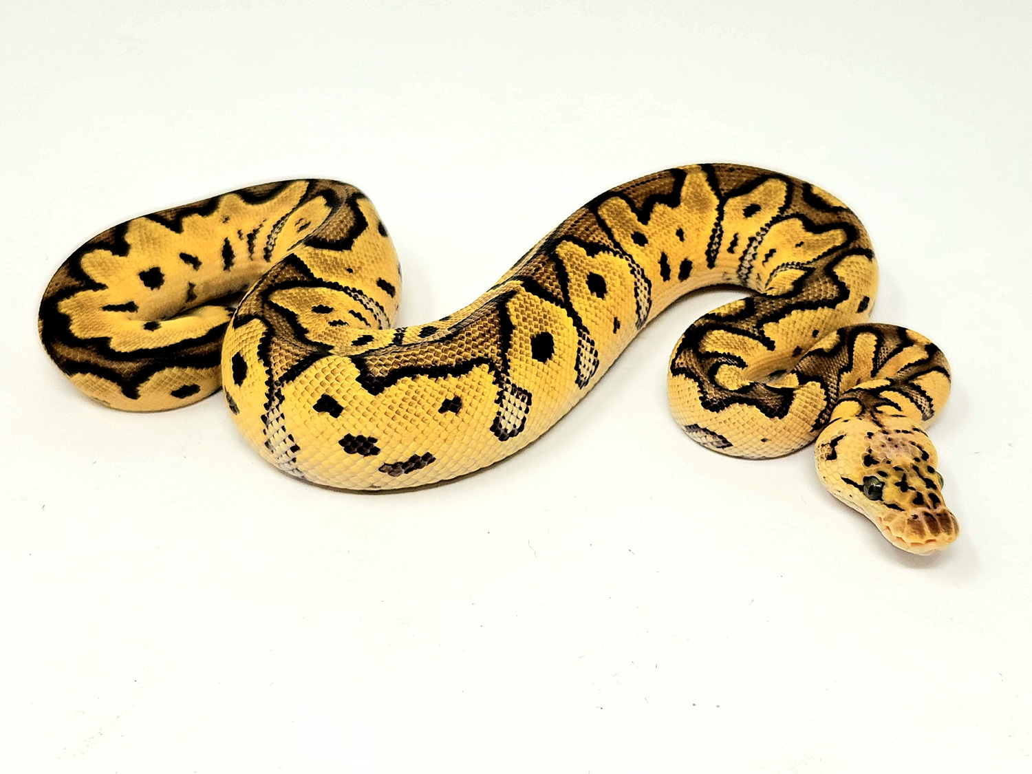 Pastel Clown Ball Python by Exotic Designs Reptiles - MorphMarket