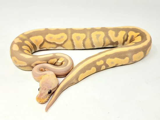 Black Pastel Candy Het Piebald Ball Python by Exotic Designs Reptiles