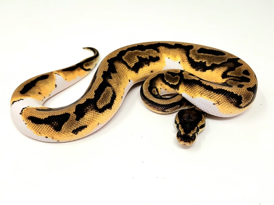 Piebald Het VPI Axanthic Ball Python by Exotic Designs Reptiles