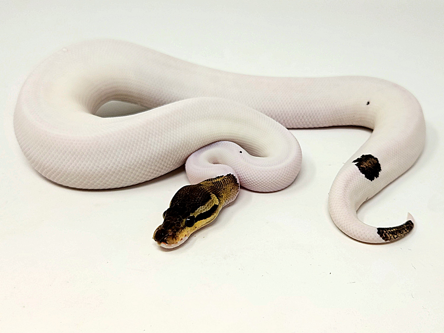 Black Pewter Yellowbelly Pied 50% Het Clown Ball Python by Exotic ...