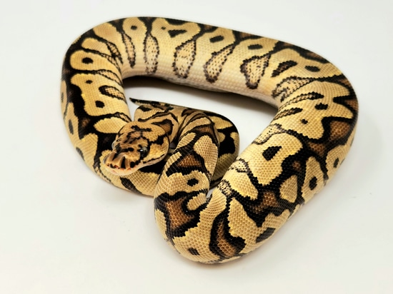 Russo Spotnose Fire/Disco Clown Ball Python by Exotic Designs Reptiles