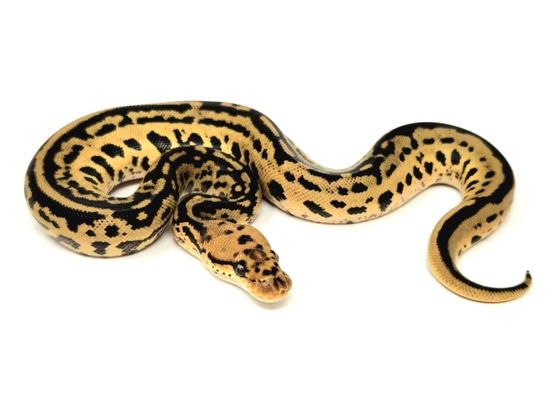 Bongo Fire Batman Ball Python by Exotic Designs Reptiles