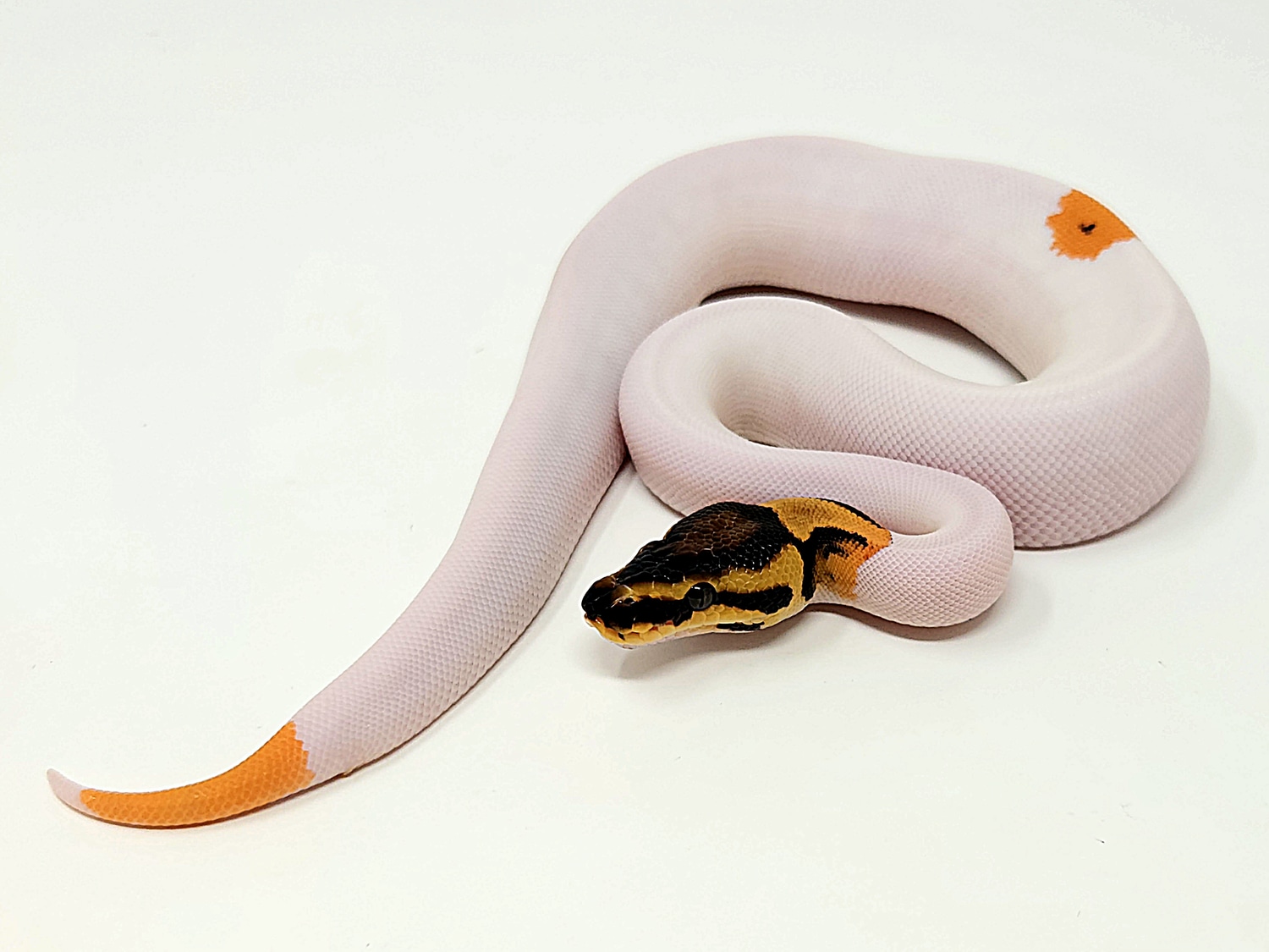 Super Orange Dream Yellowbelly Piebald Pos GeneX Ball Python by Exotic ...