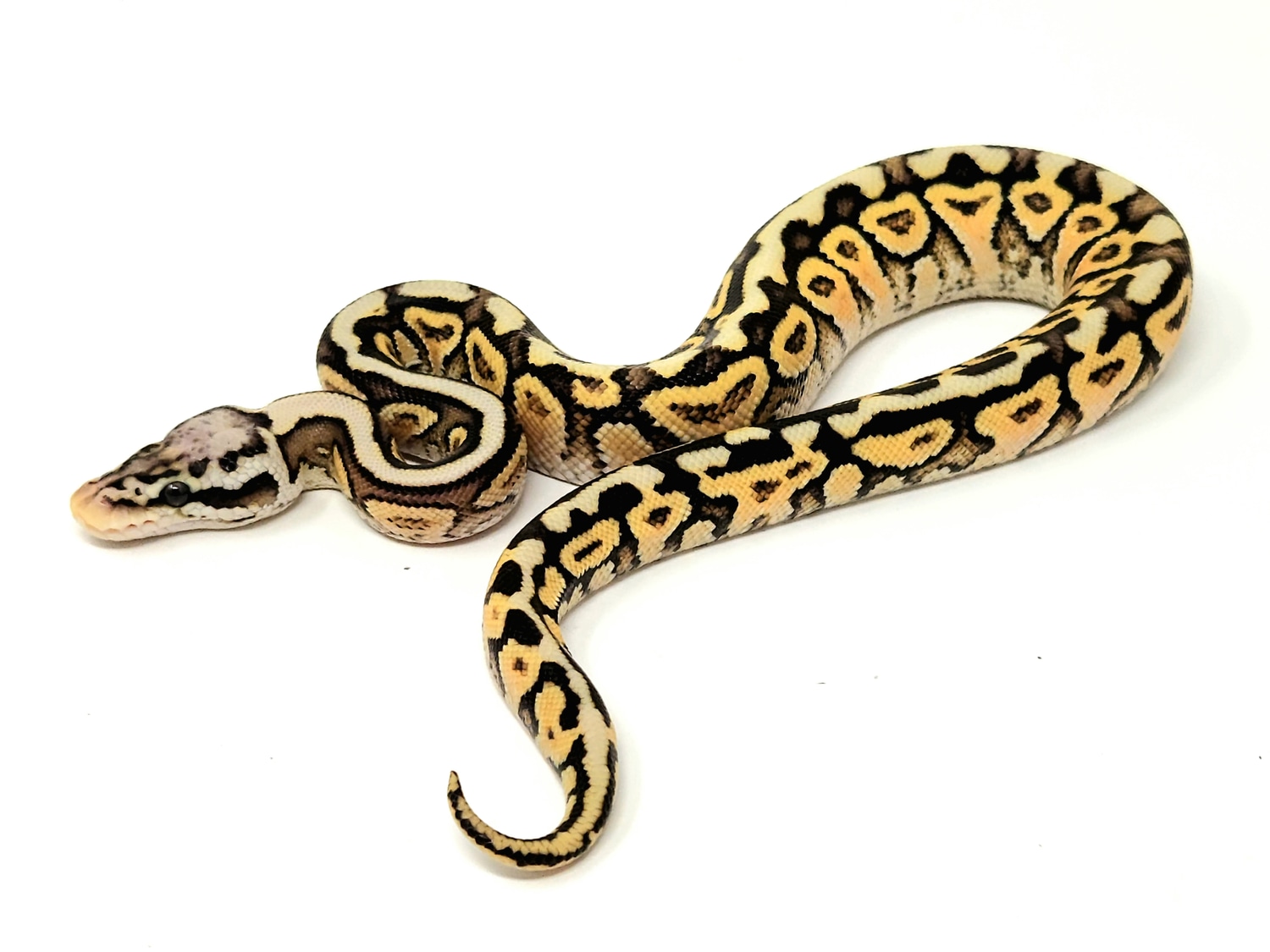 Pastel Spotnose Vanilla Russo Het Clown Ball Python by Exotic Designs ...