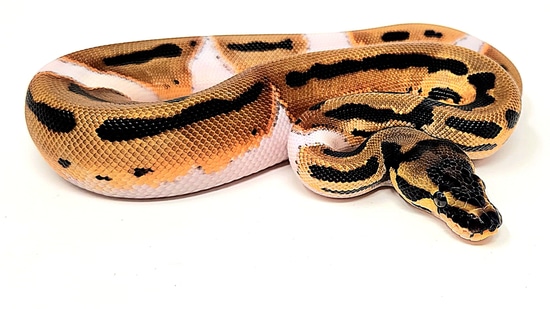 Orange Dream Leopard Pied Het Clown Ball Python by Exotic Designs Reptiles