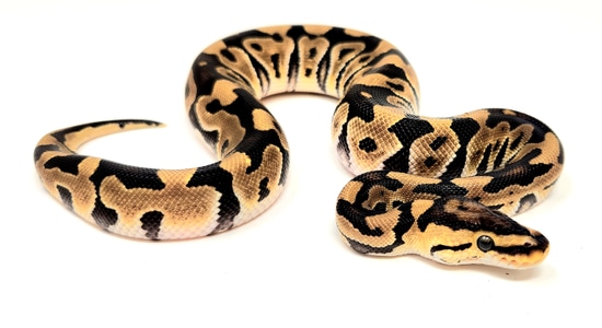 Crypton Het Desert Ghost Het Axanthic (VPI) Ball Python by Exotic Designs Reptiles