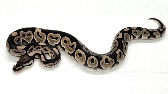 Black Pastel Axanthic (VPI) Het Clown Ball Python by Exotic Designs ...