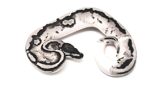 Axanthic (VPI) Pied Pos Yellowbelly Ball Python by Exotic Designs Reptiles