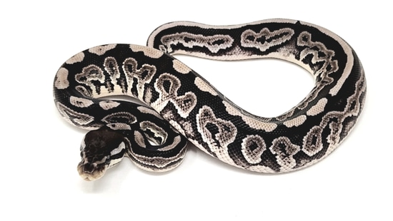 Black Pastel Axanthic (VPI) Yellowbelly Het Piebald Ball Python by ...