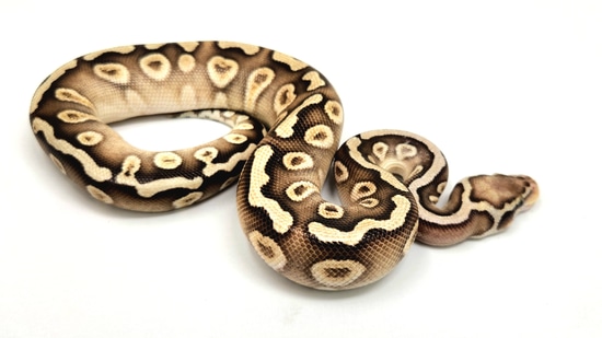 Pastel Lesser GHI Het Clown Pos Calico Ball Python by Exotic Designs ...