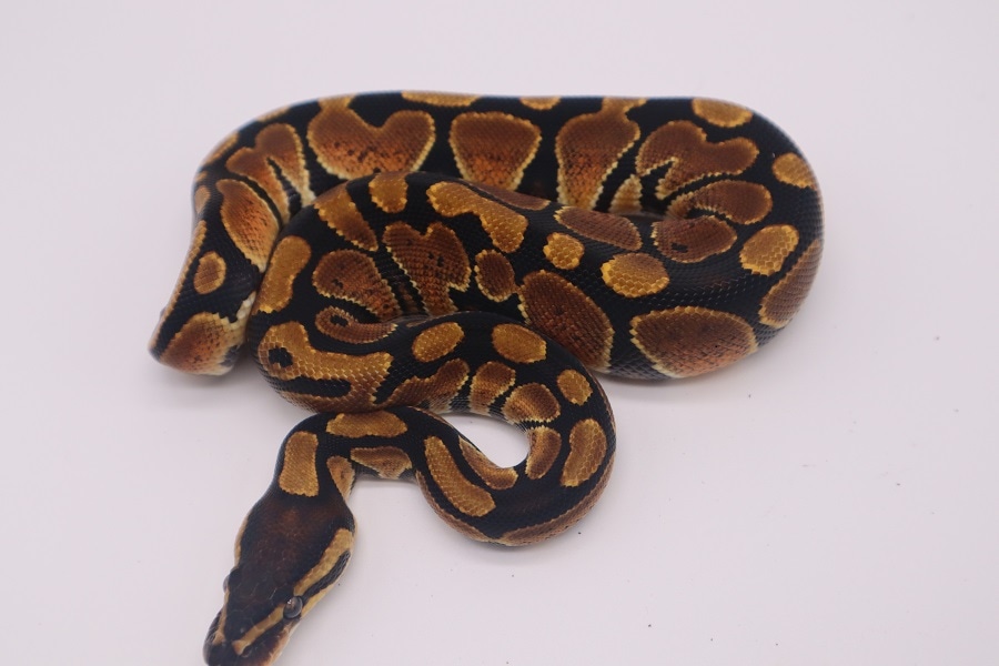 NR Mandarin Ball Python by R.E.K Reptiles - MorphMarket
