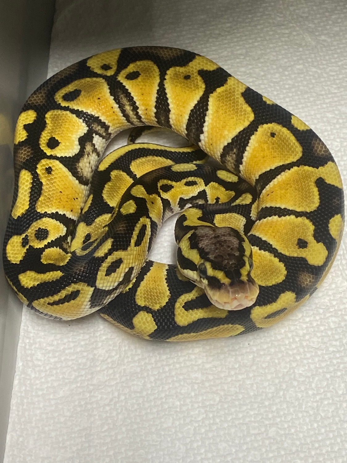 Pastel Dbl Het Genetic Stripe Clown Ball Python by REK Reptiles ...