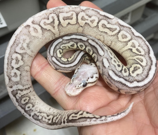 Pewter Lesser Fire Spotnose 66% Het Clown Ball Python by REK Reptiles