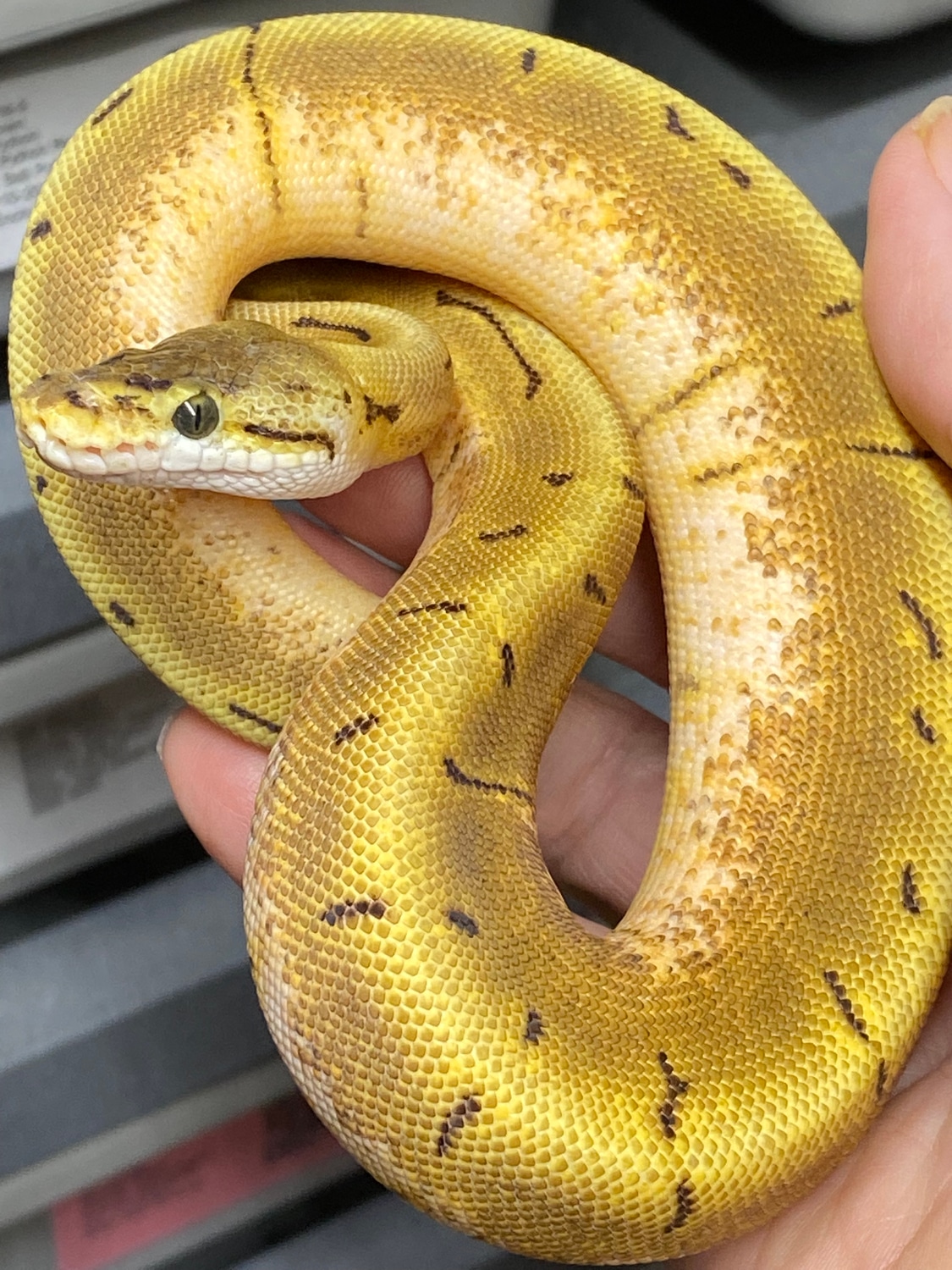 Enchi Spinner Het Pied Ball Python by REK Reptiles - MorphMarket