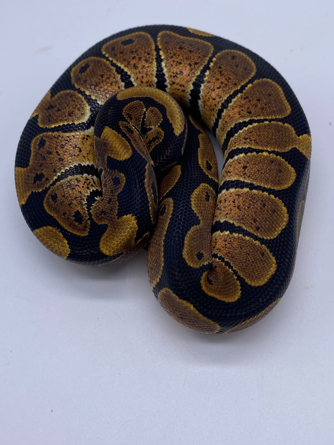 Nr Mandarin Ball Python by REK Reptiles - MorphMarket