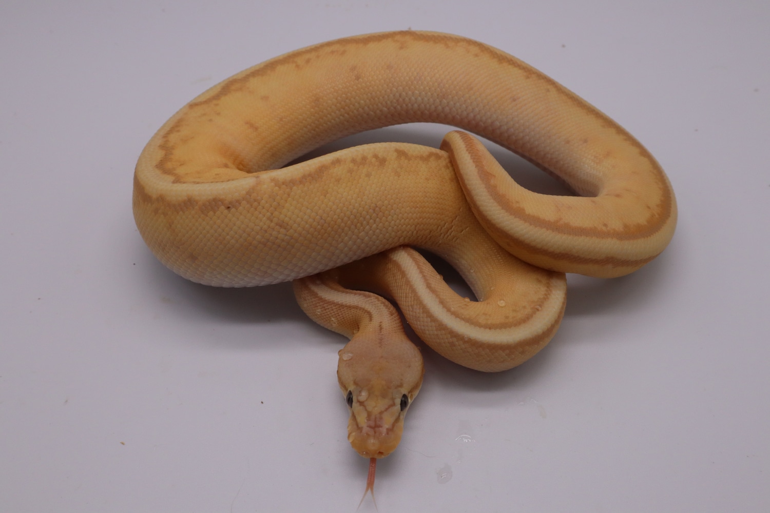 Banana Pastel Cinnamon Genetic Stripe Poss Het Clown Ball Python by R.E ...