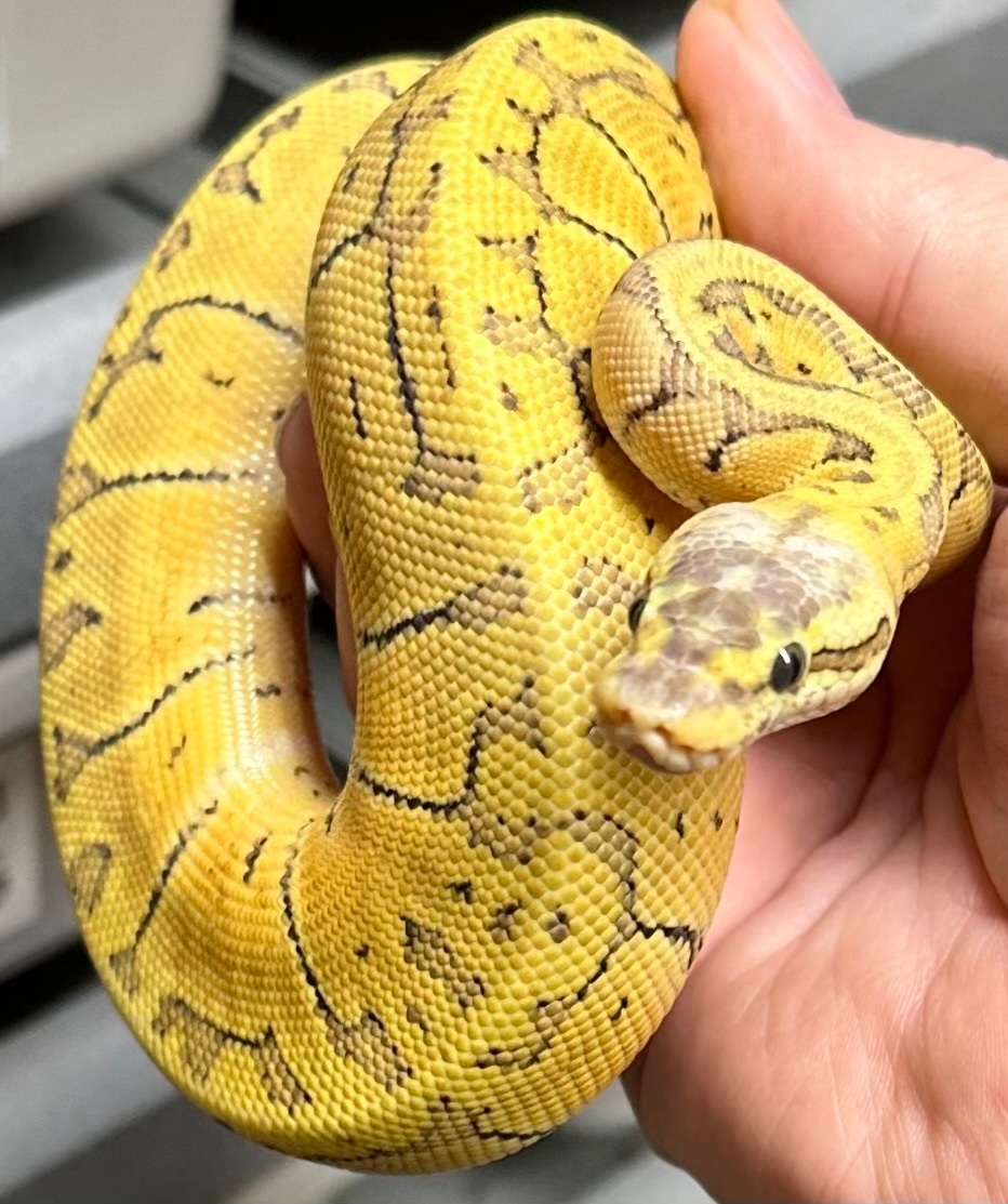 Super Pastel Pinstripe Confusion 50% Het Clown Free Shipping Ball ...