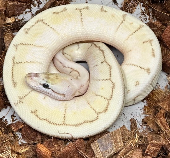 Enchi Spinner Hurricane Lesser Fire Ball Python by REK Reptiles