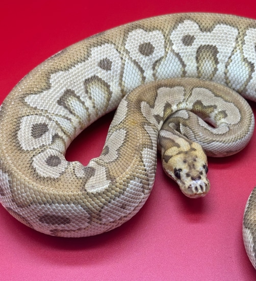 Mojave Spotnose Clown Ball Python by REK Reptiles