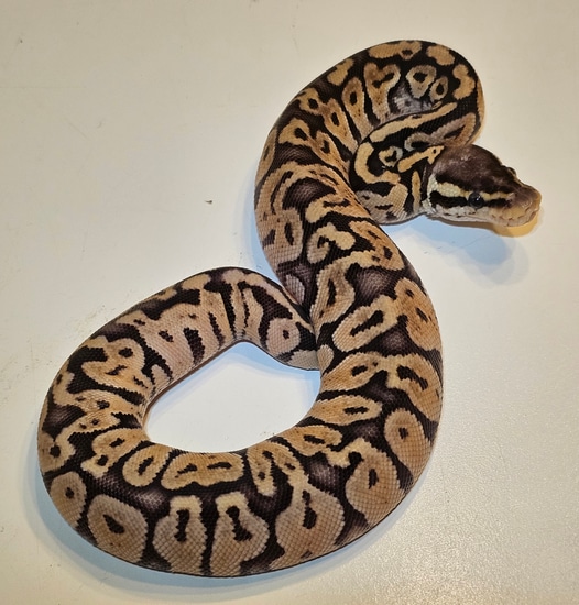 Super Pastel Ball Python by TubularBalls