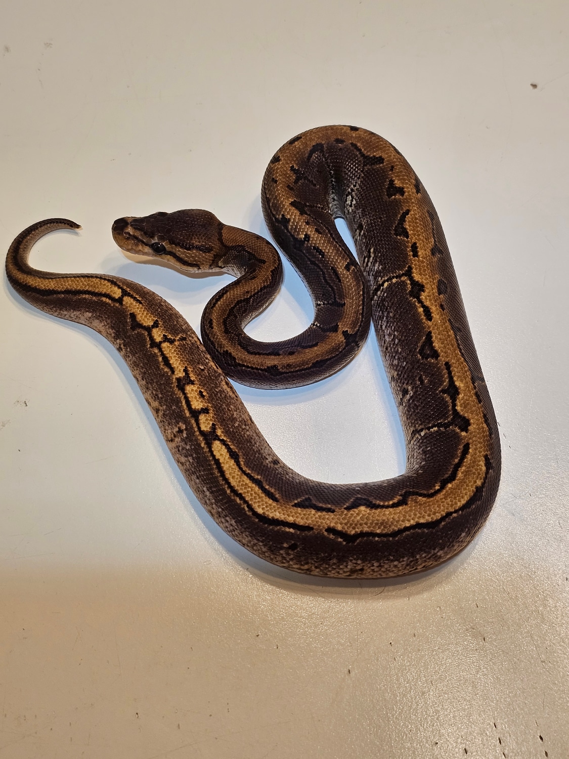 Calico Pinstripe Ball Python by TubularBalls - MorphMarket