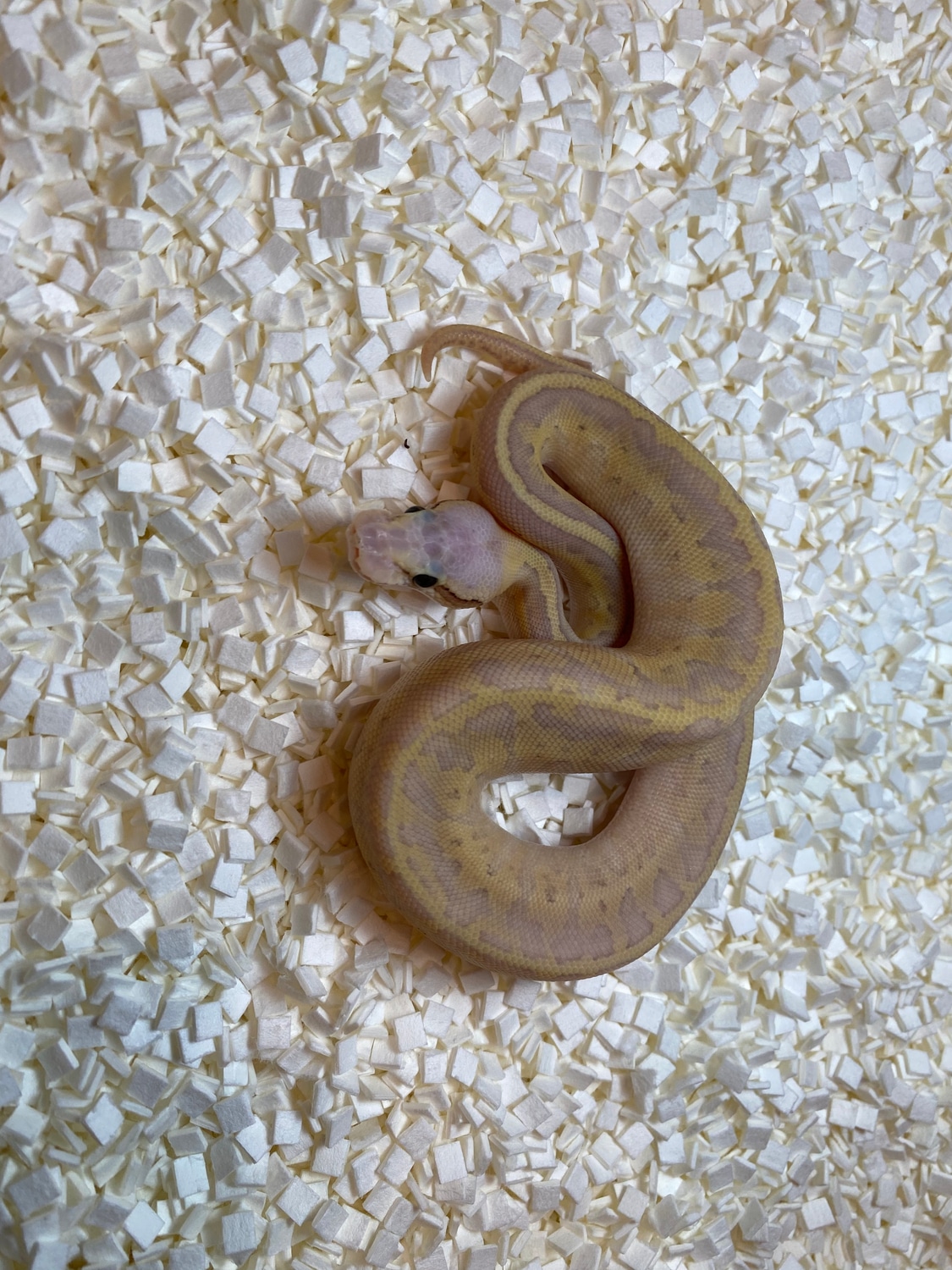 Super Pastel Pinstripe Ball Python by Blueside Reptiles - MorphMarket