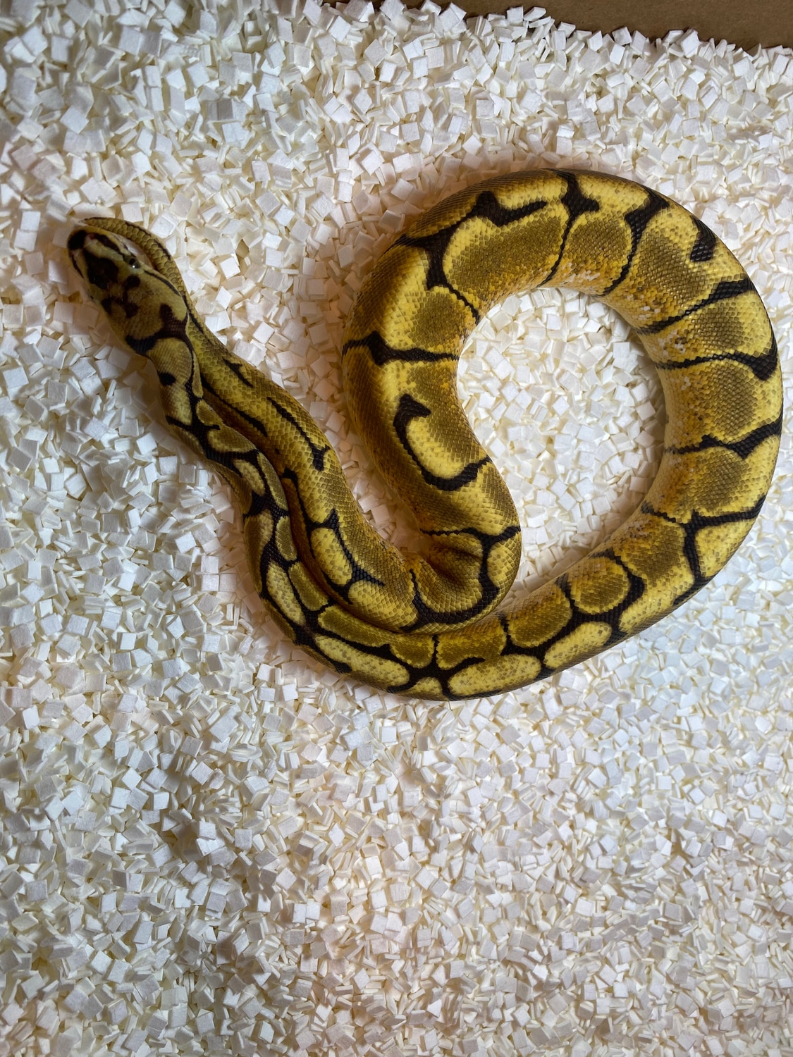 Spider Yellow Belly Ball Python by Blueside Reptiles - MorphMarket