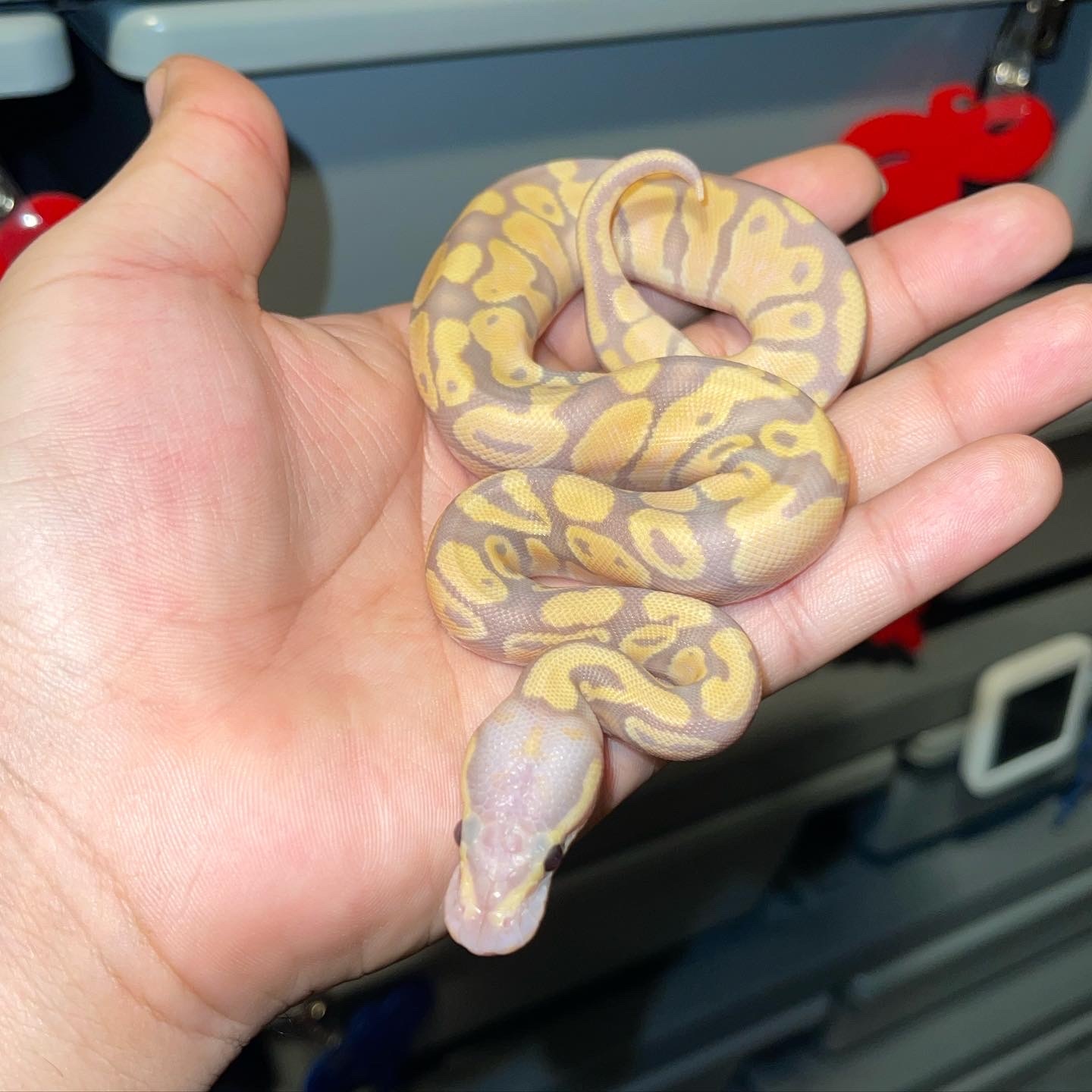 Coral Glow Het Pied Pos Lav Ball Python by Bronx Royals - MorphMarket