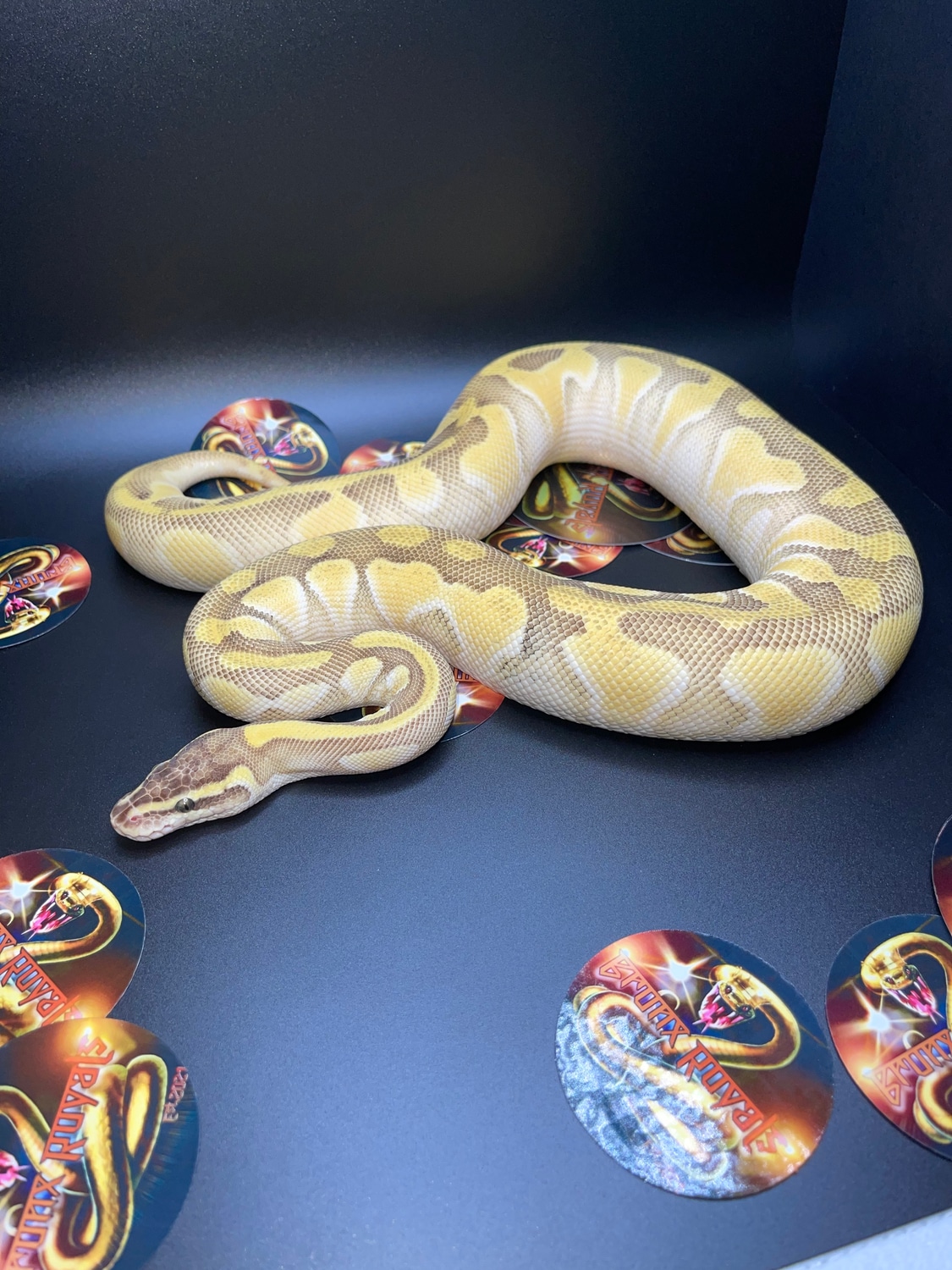 {Free Shipping} 0.1 Pastel Lucifer HGW Ball Python by Bronx Royals ...