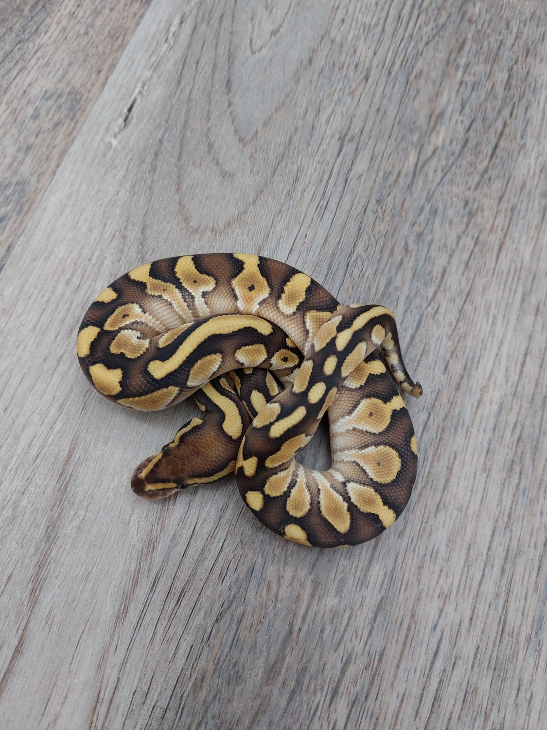 Butter Het Dg 50% Pos Het Pied Ball Python by Eric's Morph Factory ...