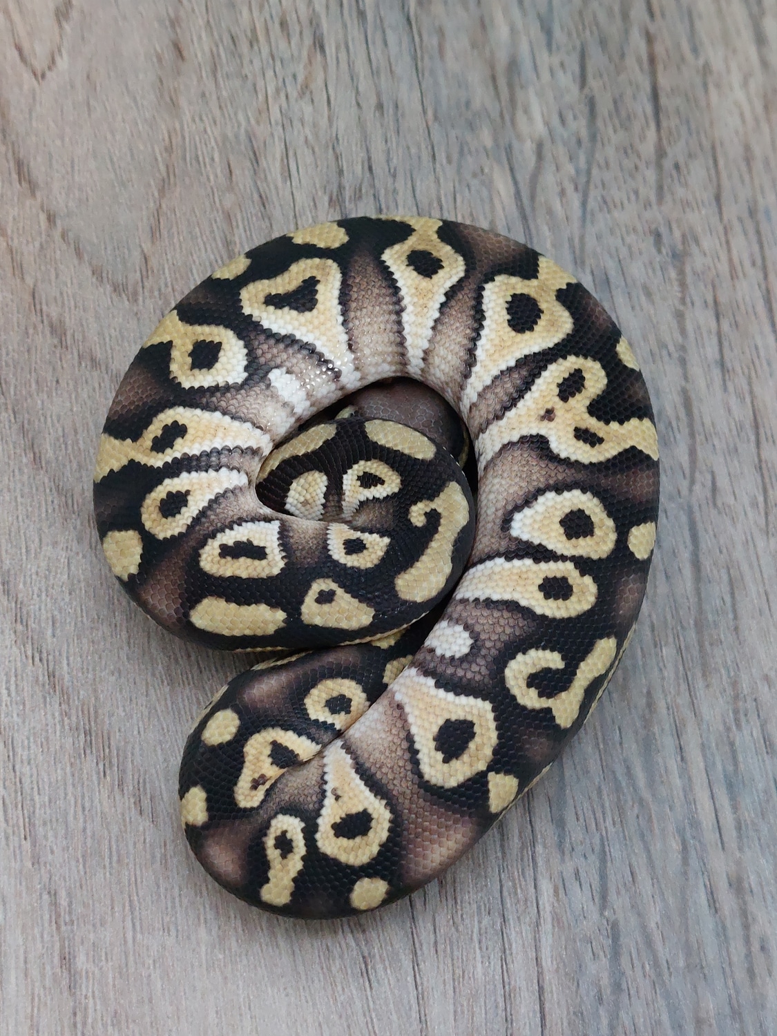 Pastave Het Dg Ball Python by Eric's Morph Factory - MorphMarket