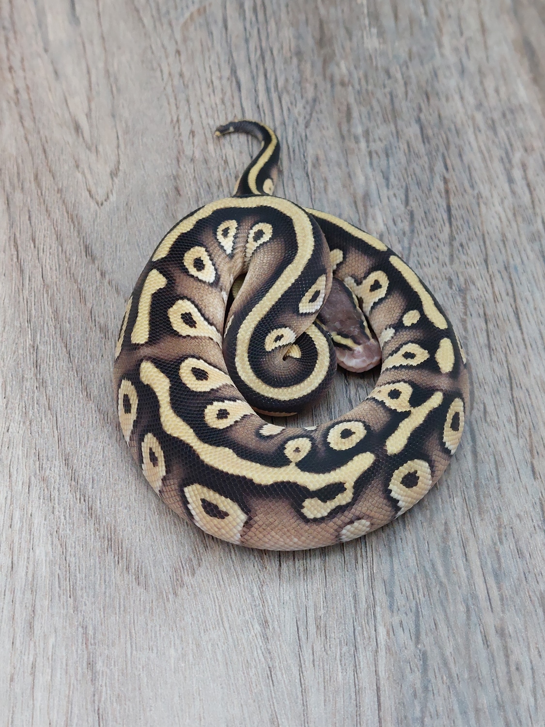 Pastave Het Dg Ball Python by Eric's Morph Factory - MorphMarket