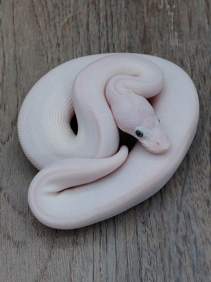 Bel) Butter Mojave Het Dg Ball Python by Eric's Morph Factory