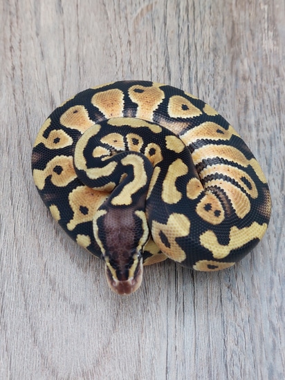 Pastel Het Dg Ball Python by Eric's Morph Factory