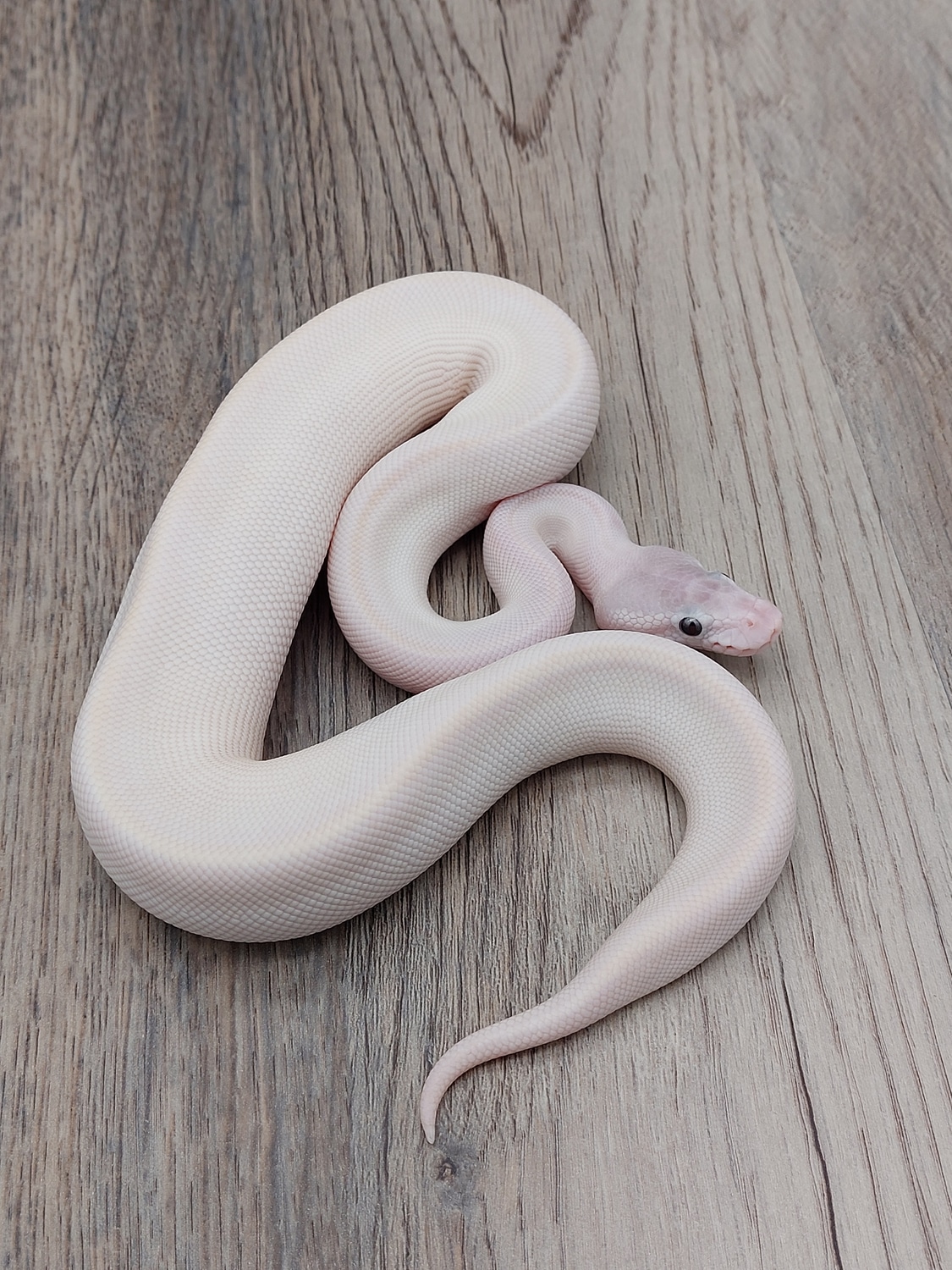 Bel Super Mojave Het Hypo 50% Clown Ball Python by Eric's Morph Factory ...