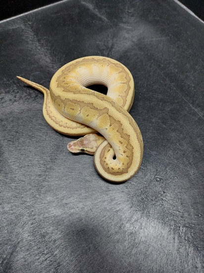 Pastel Butter Pinstripe Het Dg 50% Het Pied Ball Python by Eric's Morph ...