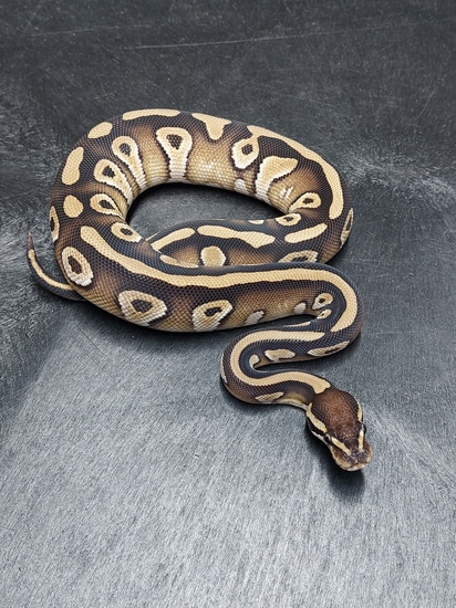 Mojave Het Dg Ball Python by Eric's Morph Factory