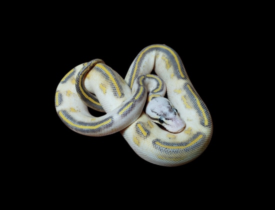 Pastel Highway Ball Python by El's Pythons