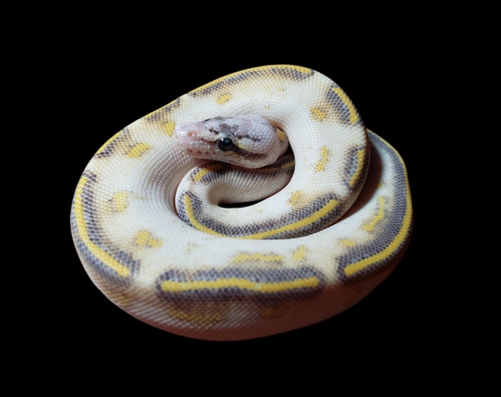 Pastel Highway Ball Python by El's Pythons