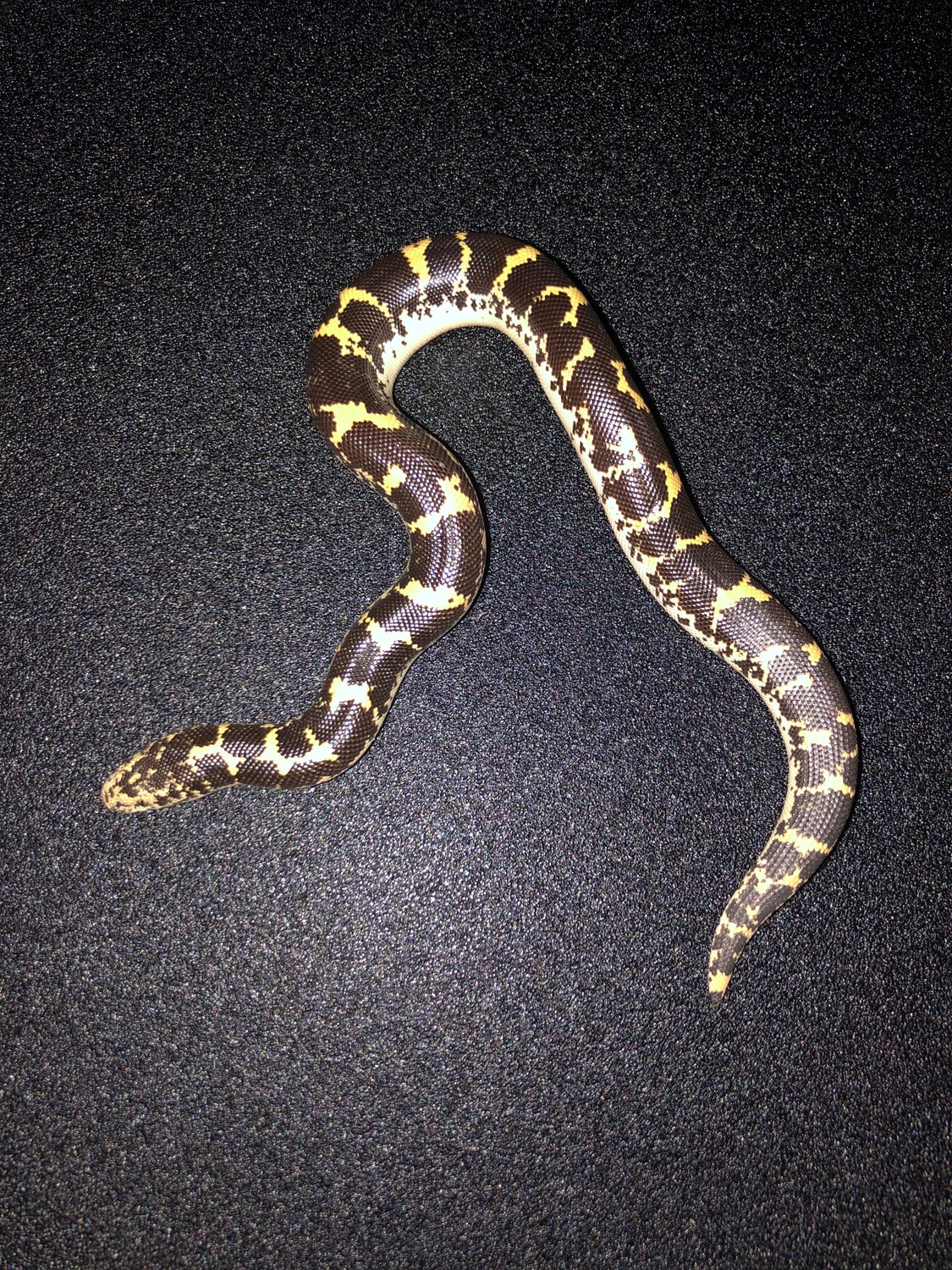 Het Paint And Anery Kenyan Sand Boa by Toasty Exotics - MorphMarket