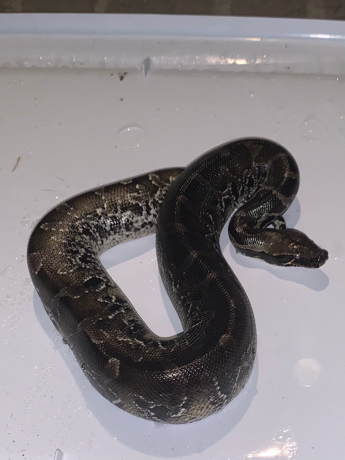 2020 Sumatran Short-tailed Python by Toasty Exotics - MorphMarket